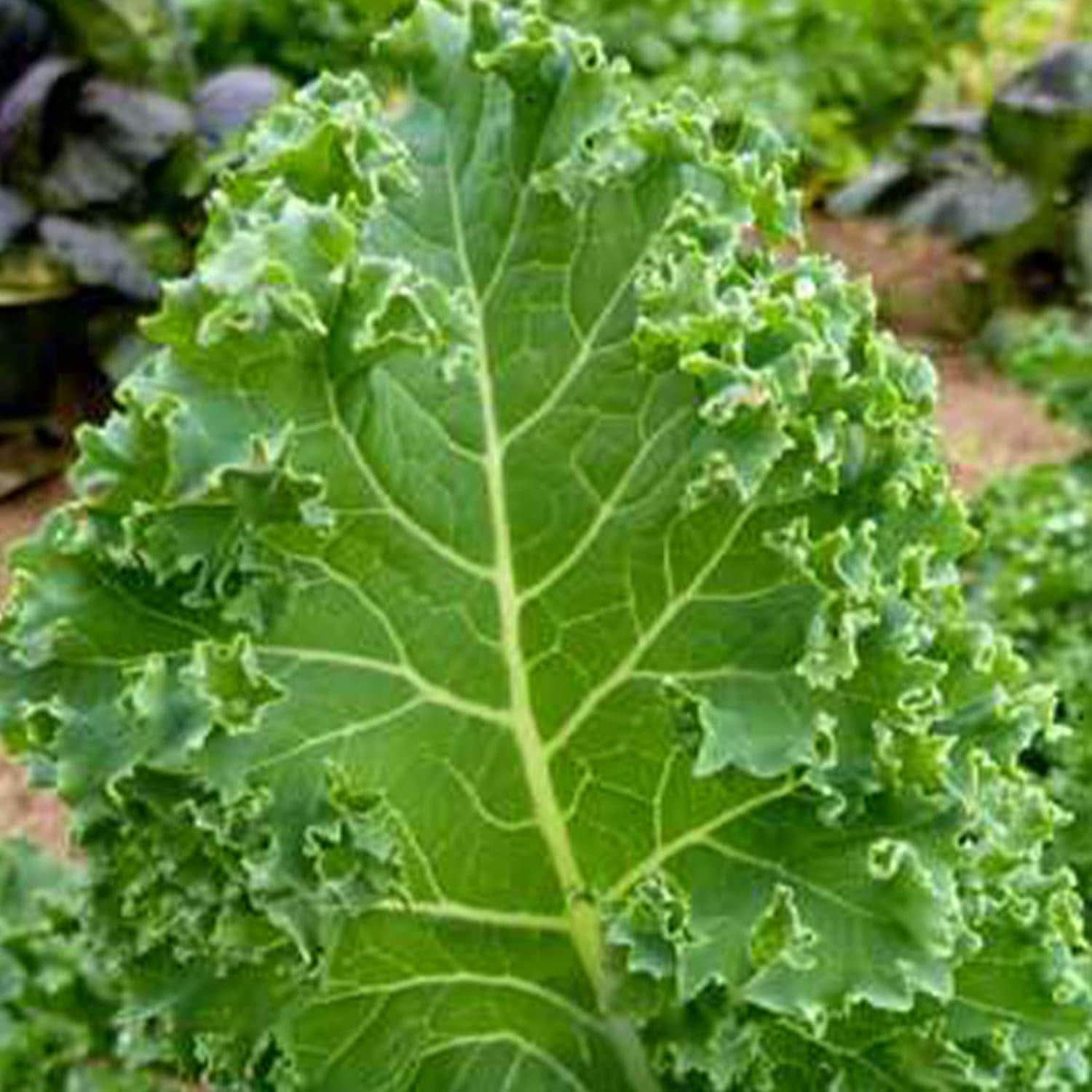 Blue Curled Vates Live Kale Plants | 3 Pack | 5" - 10" Tall - Etsy