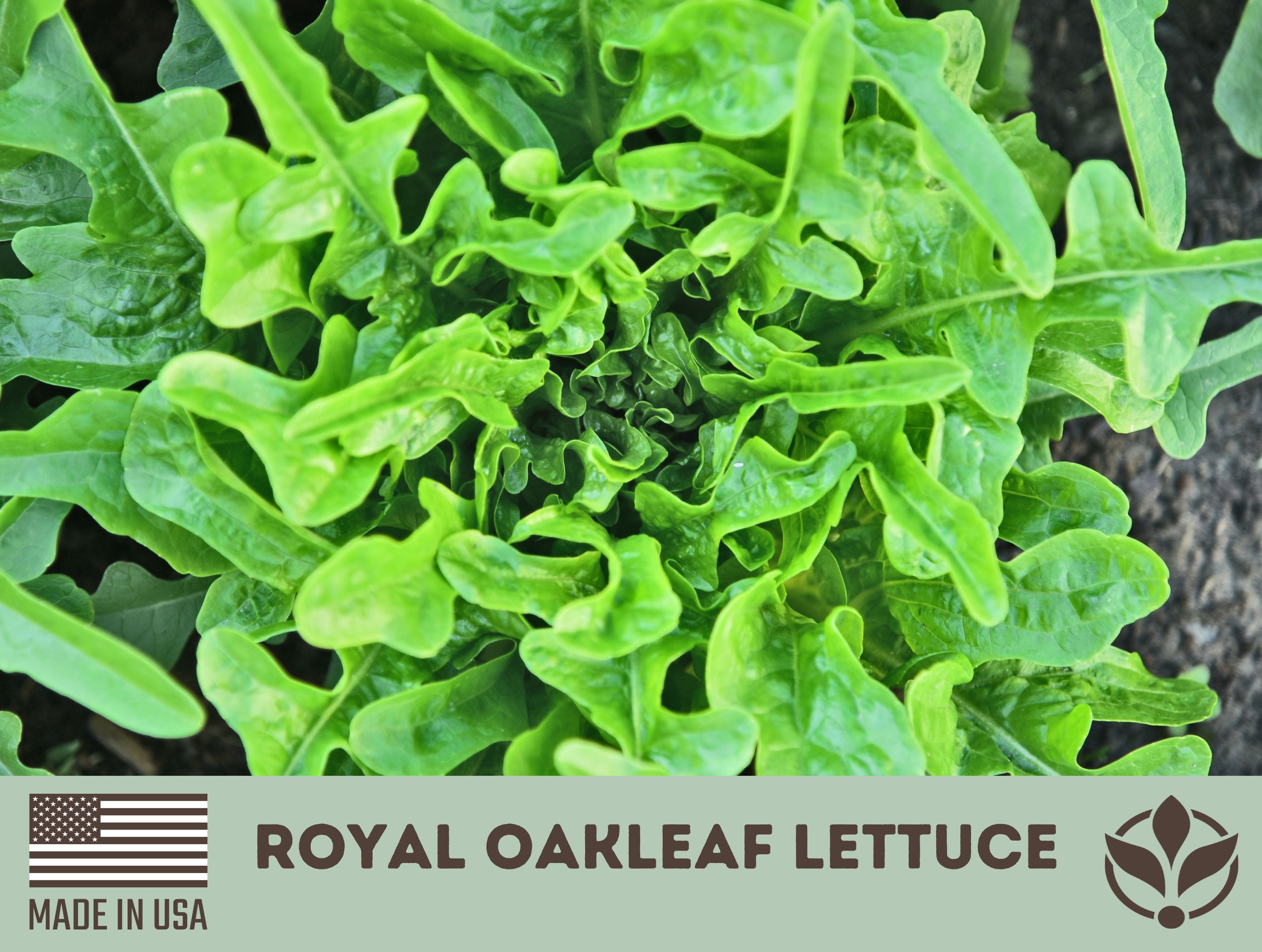 Royal Oakleaf Lettuce Seeds Rare Seeds Lactuca Sativa - Etsy
