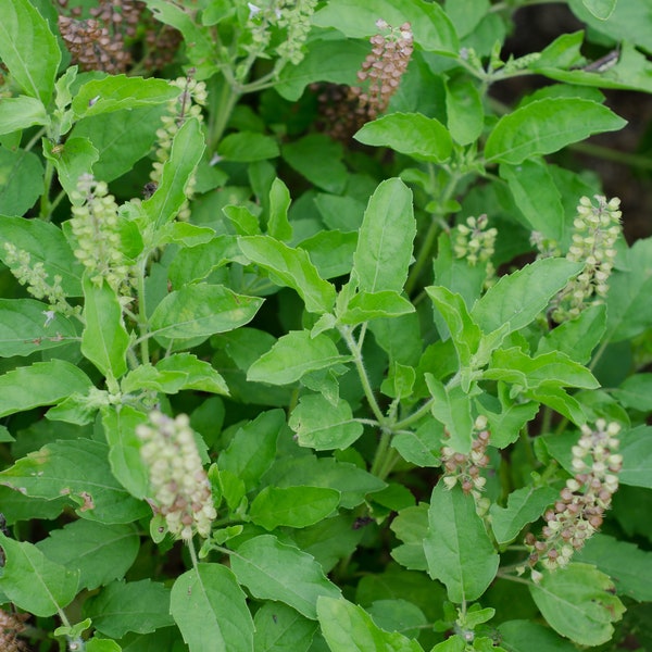Tulsi Seeds - Etsy