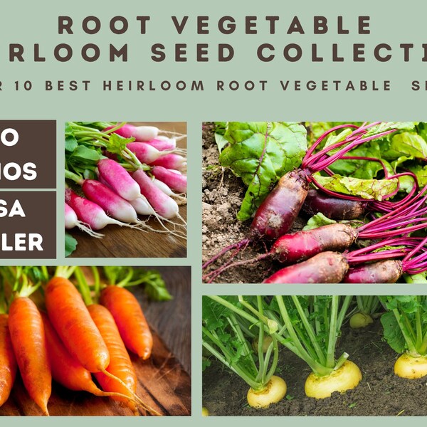 Root Vegetables - Etsy
