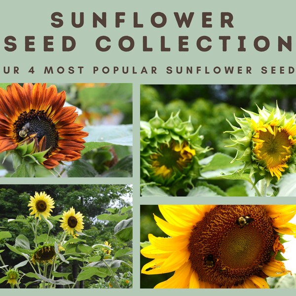 Organic Heirloom Seeds - Etsy