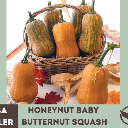 Rare Squash Seeds Heirloom - Etsy