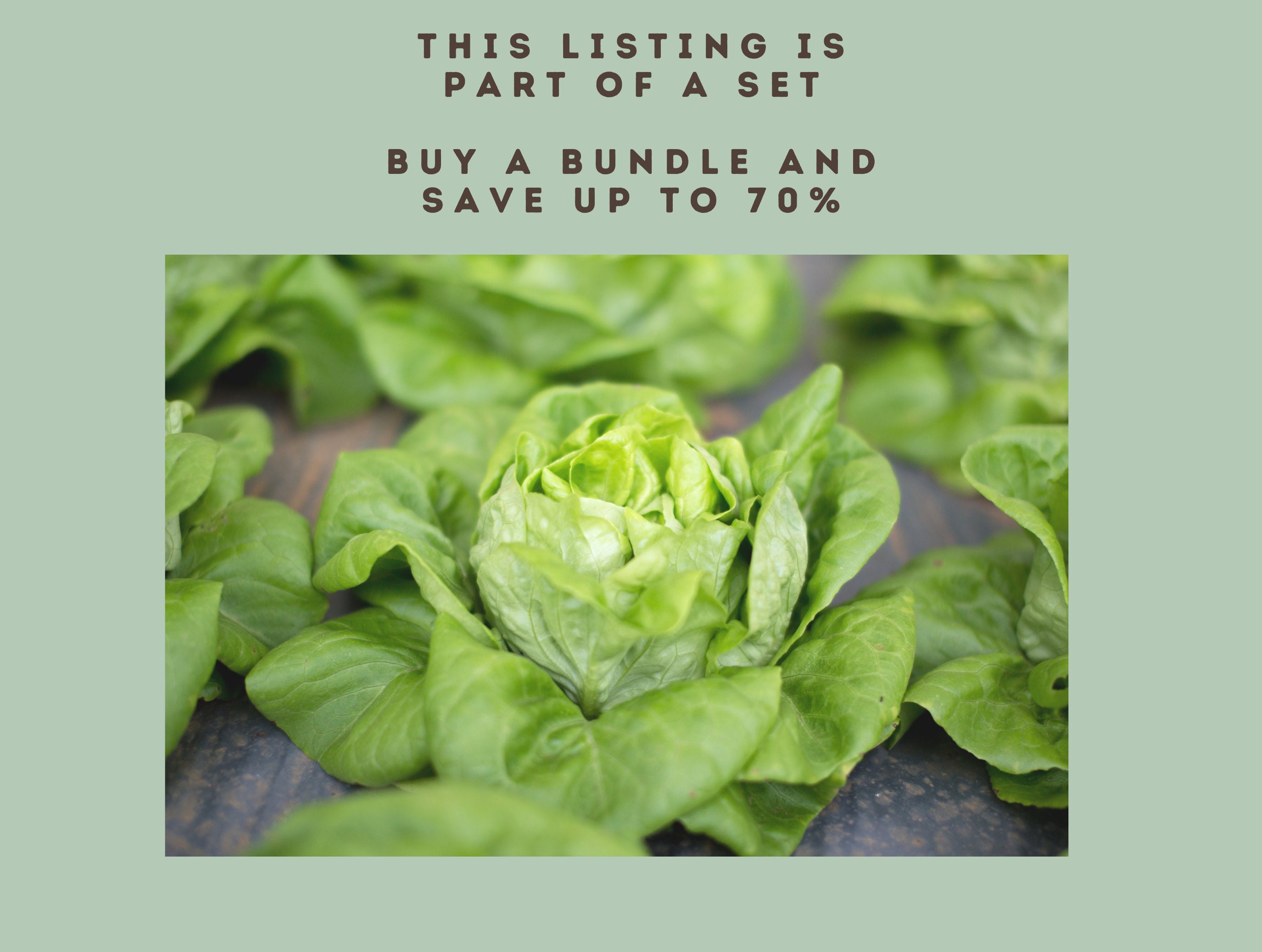 Royal Oakleaf Lettuce Seeds Rare Seeds Lactuca Sativa - Etsy