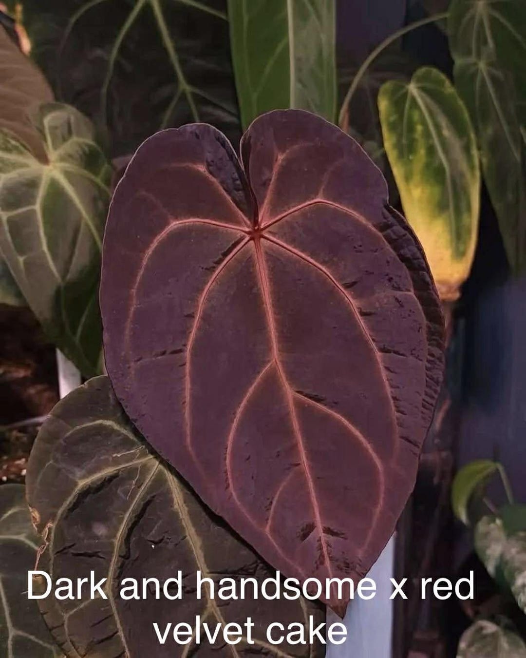 US Seller - Anthurium Seedling: (pandemonium) X (dark & Handsome X Red ...