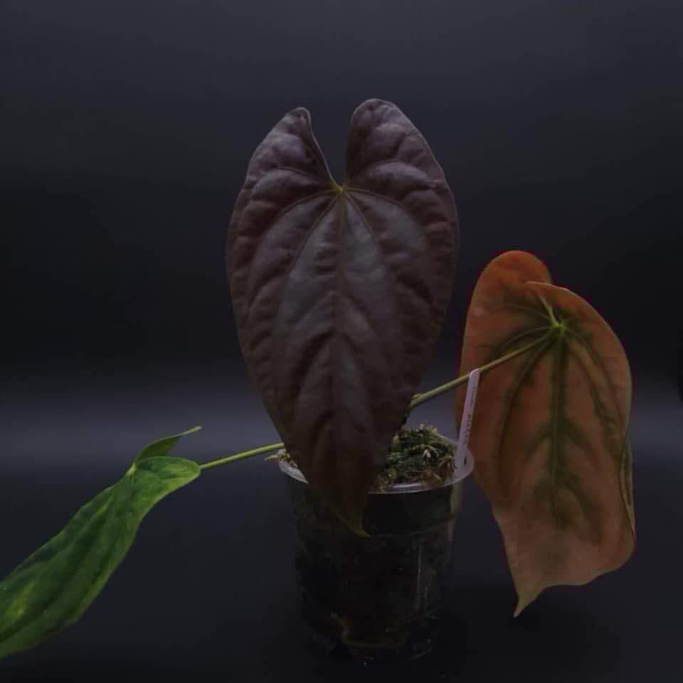 US Seller Anthurium SKG Dress X Ree Pap X carla OG1 X OG5 - Etsy