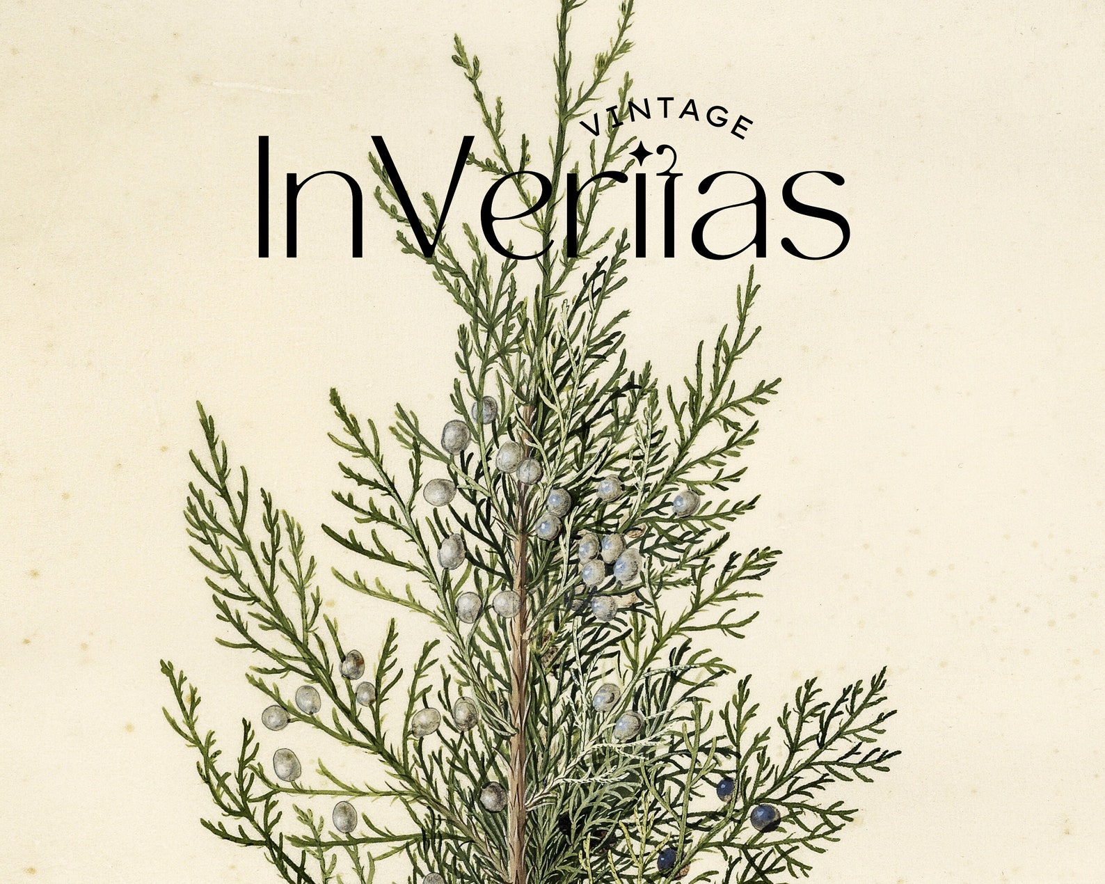 Winter Juniper Vintage Botanical Illustration | Farmhouse Christmas ...