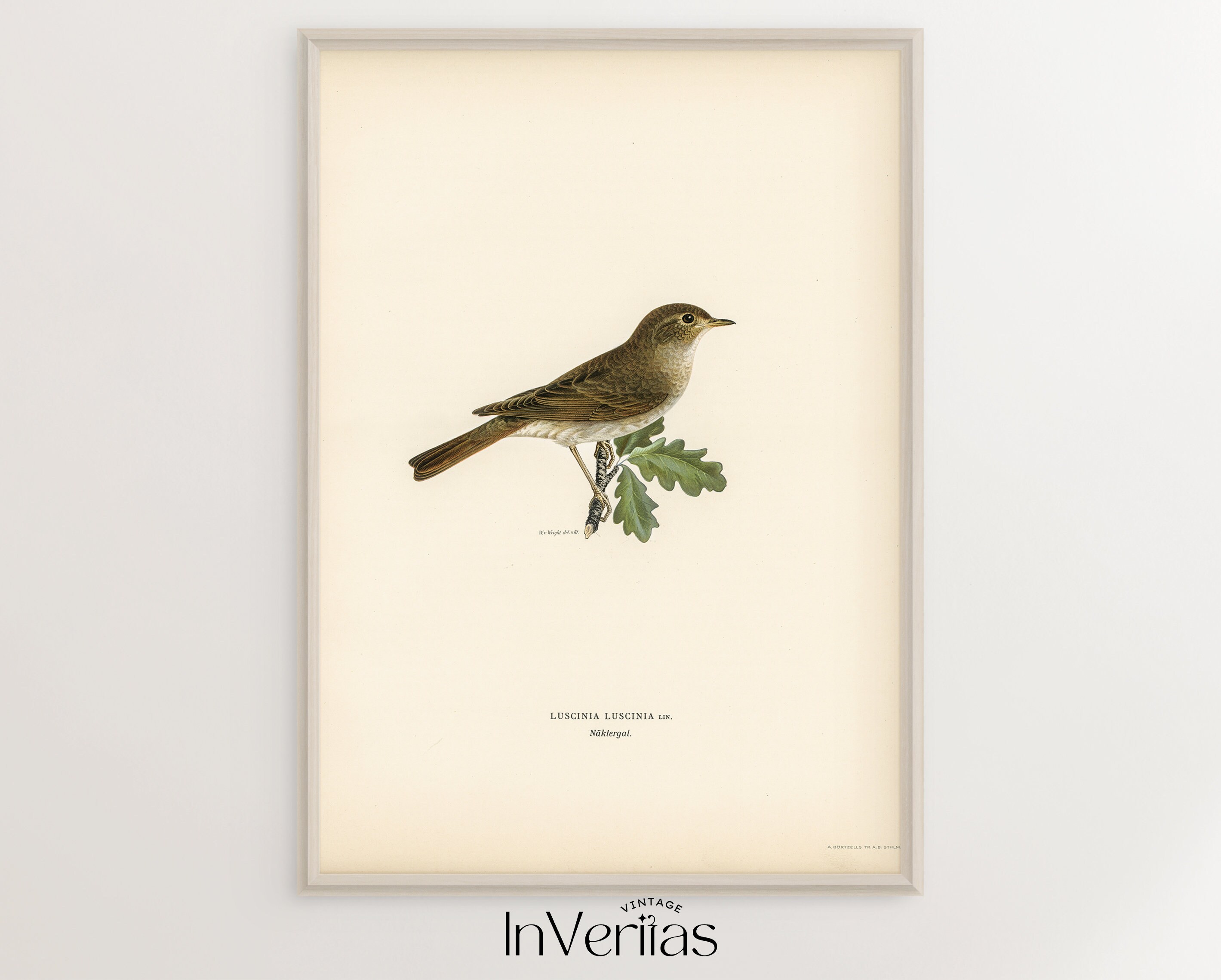 Vintage Bird Illustration Nightingale Print Neutral Decor - Etsy