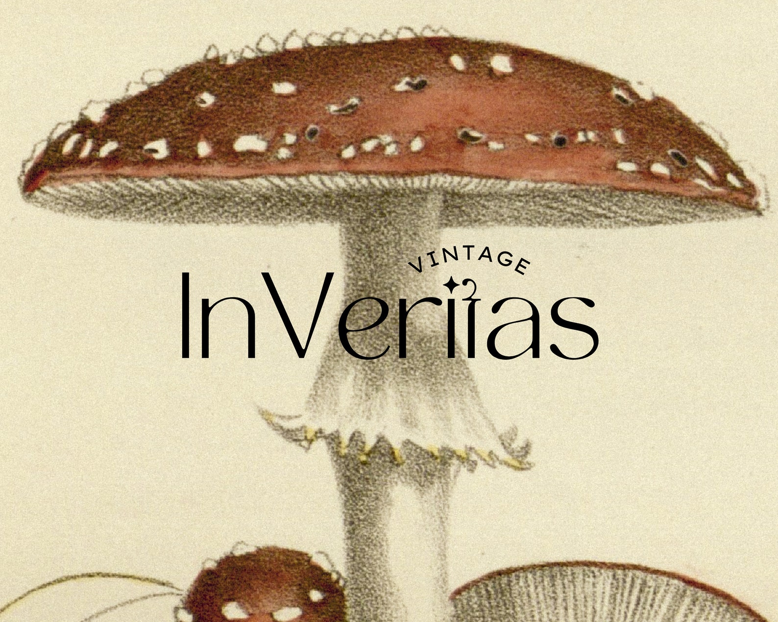 Vintage Toadstool Illustration Fall Decor Mushroom Art - Etsy