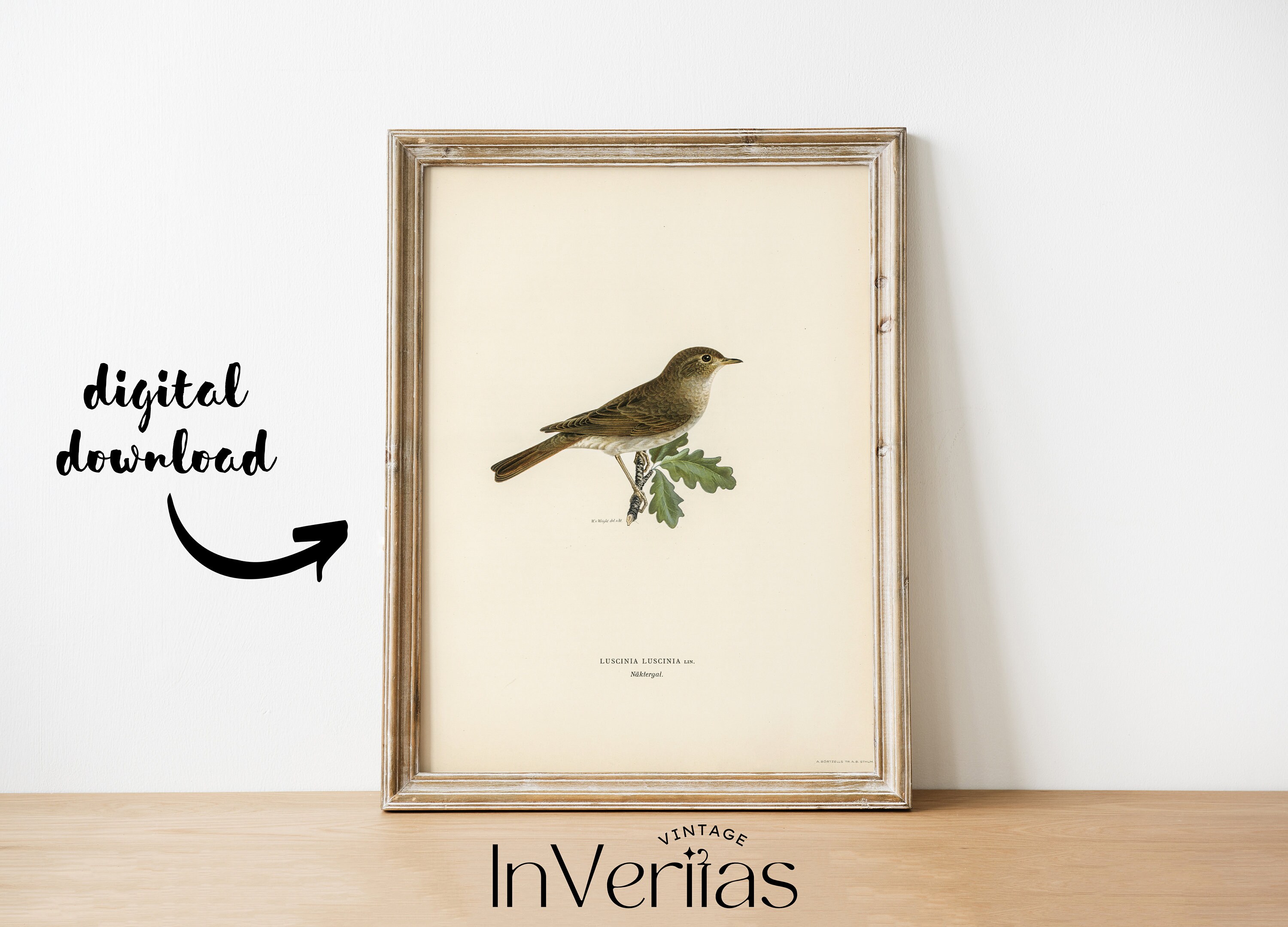 Vintage Bird Illustration Nightingale Print Neutral Decor - Etsy