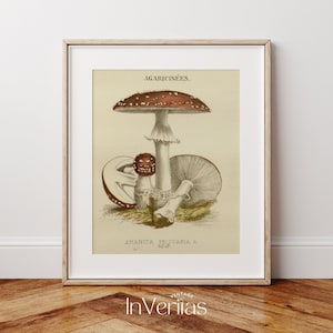 Vintage Toadstool Illustration | Fall Decor | Mushroom Art | PRINTABLE ...