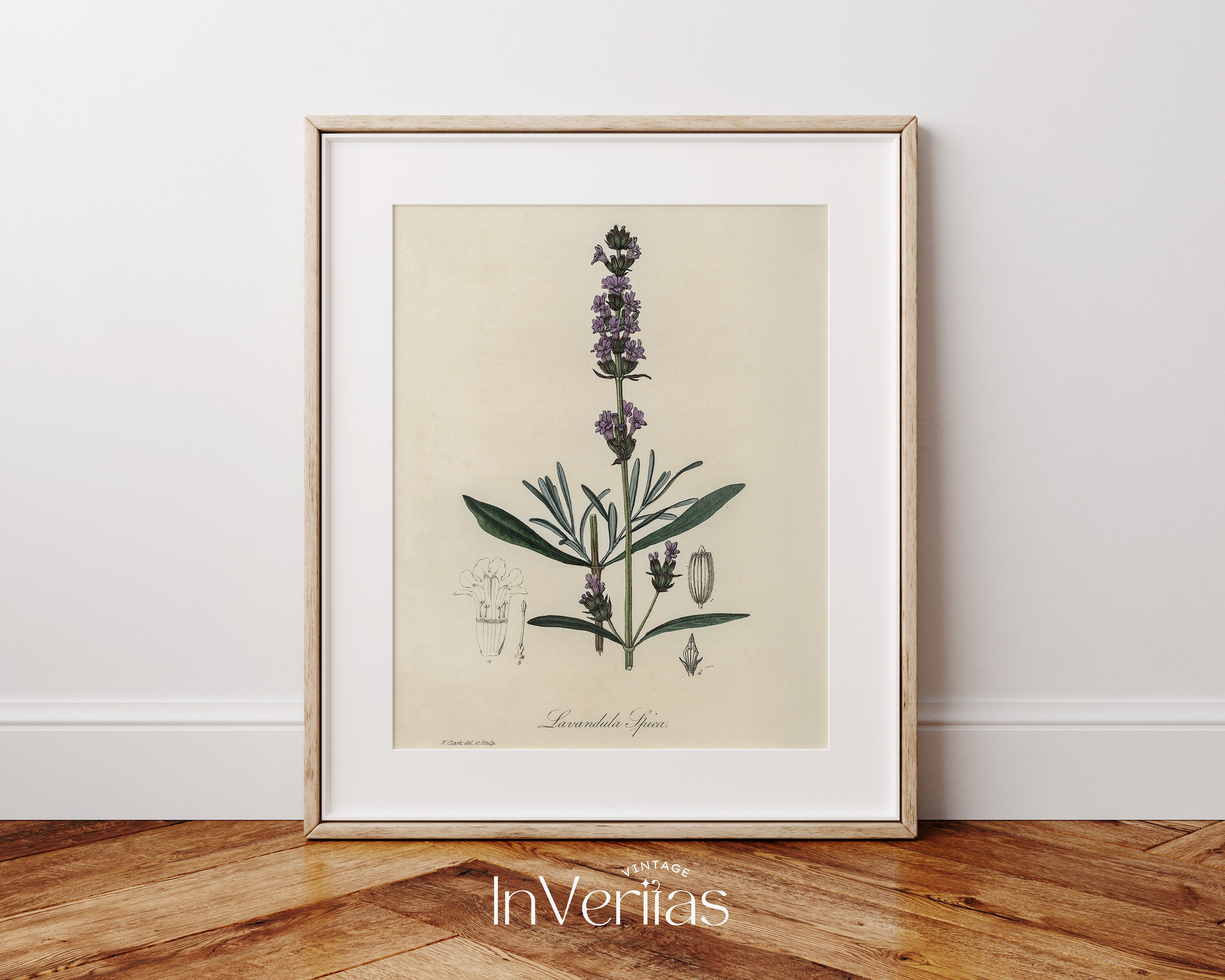 Lavender Plant Illustration