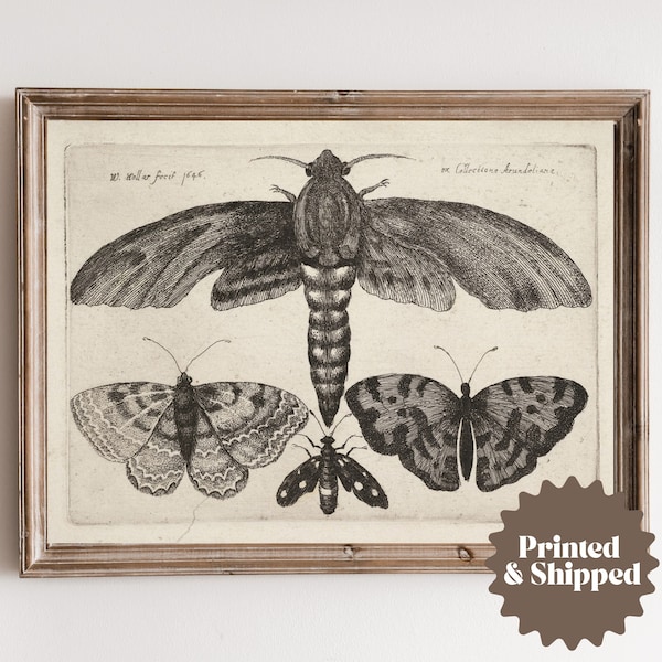 Vintage Entomology Print - Etsy