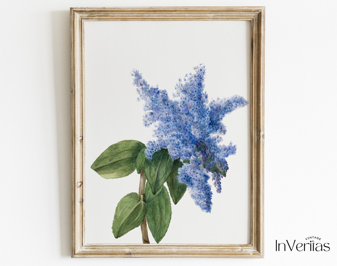 Vintage Botanical Print | California Lilac Drawing | Cottagecore Decor ...