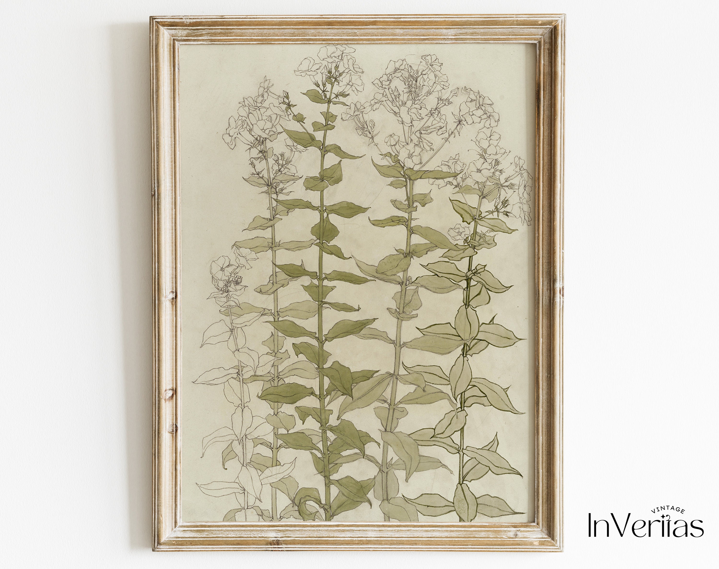 Old Botanical Sketch | Vintage Botanical Flower Drawing | Neutral Wall ...