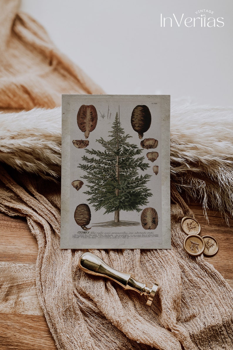 Vintage Cedar Tree Print | Rustic Farmhouse Christmas Decor | PRINTED ...