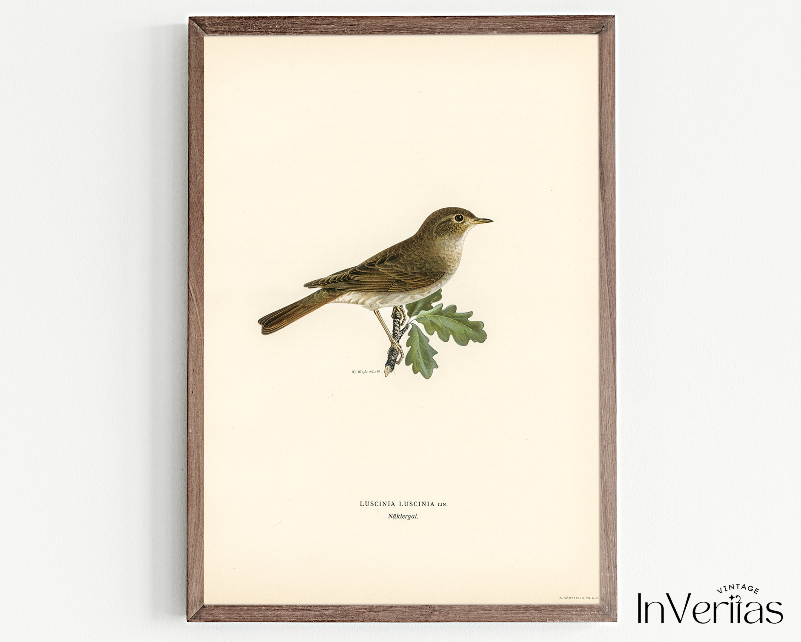 Vintage Bird Illustration Nightingale Print Neutral Decor - Etsy