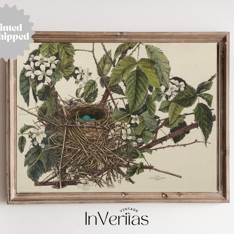 Bird Nest Art - Etsy