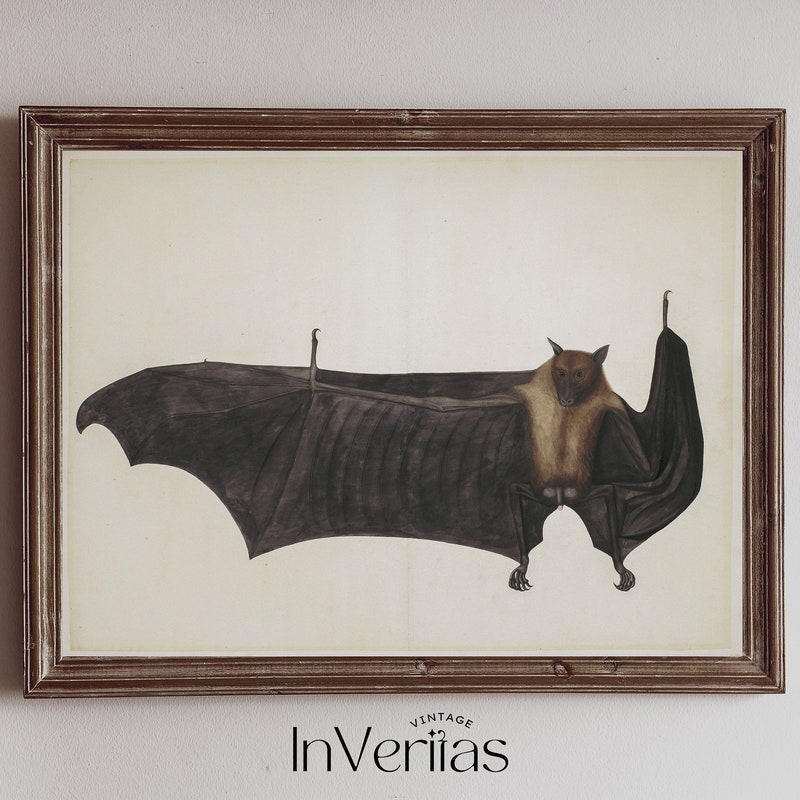 Vintage Bat Print - Etsy