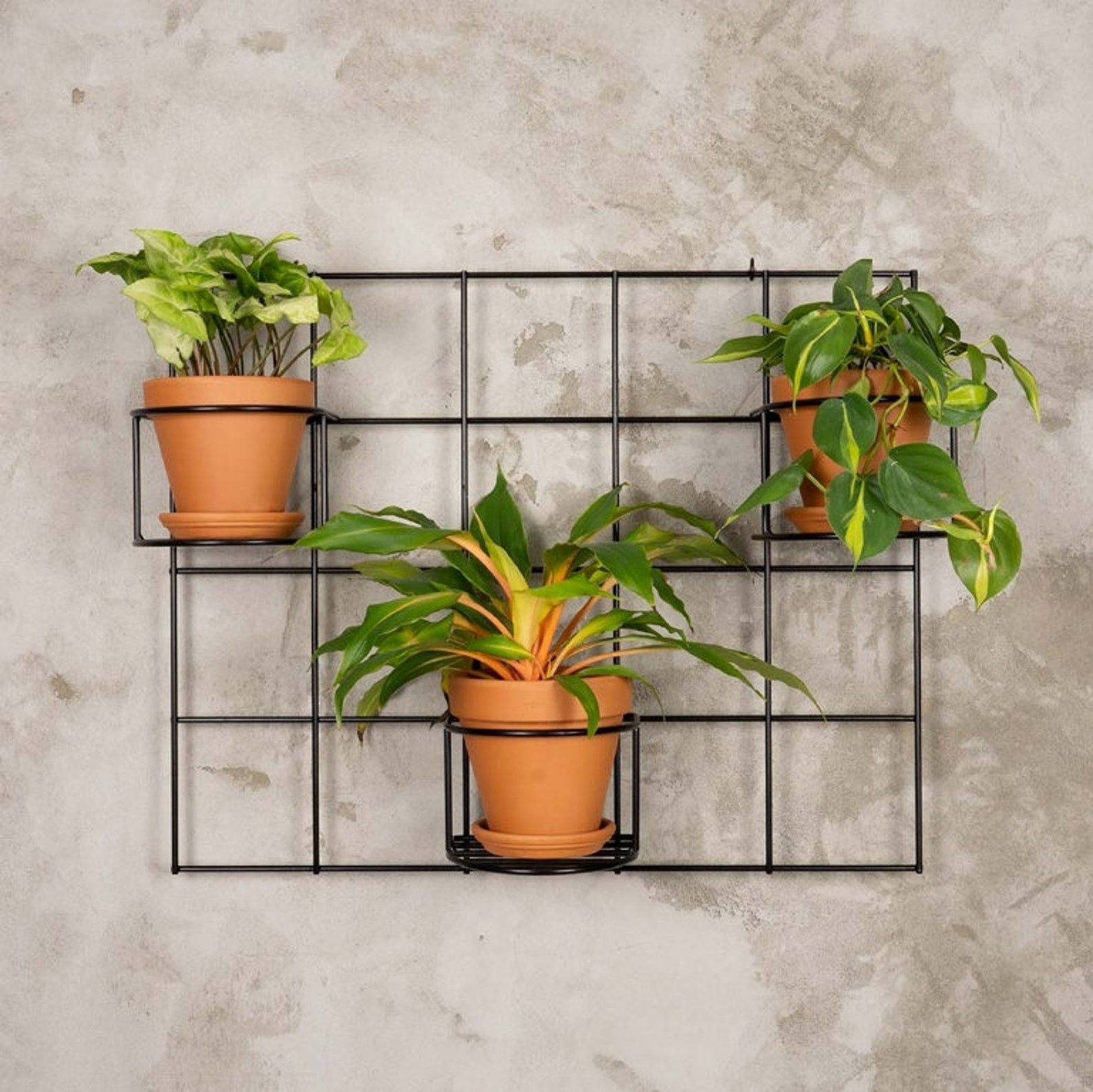 Hedera 3 Set1 Wall Trellis Grid Flowerbed Plant Hanger - Etsy