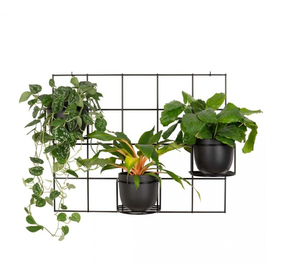Hedera 3 Set1 Wall Trellis Grid Flowerbed Plant Hanger - Etsy