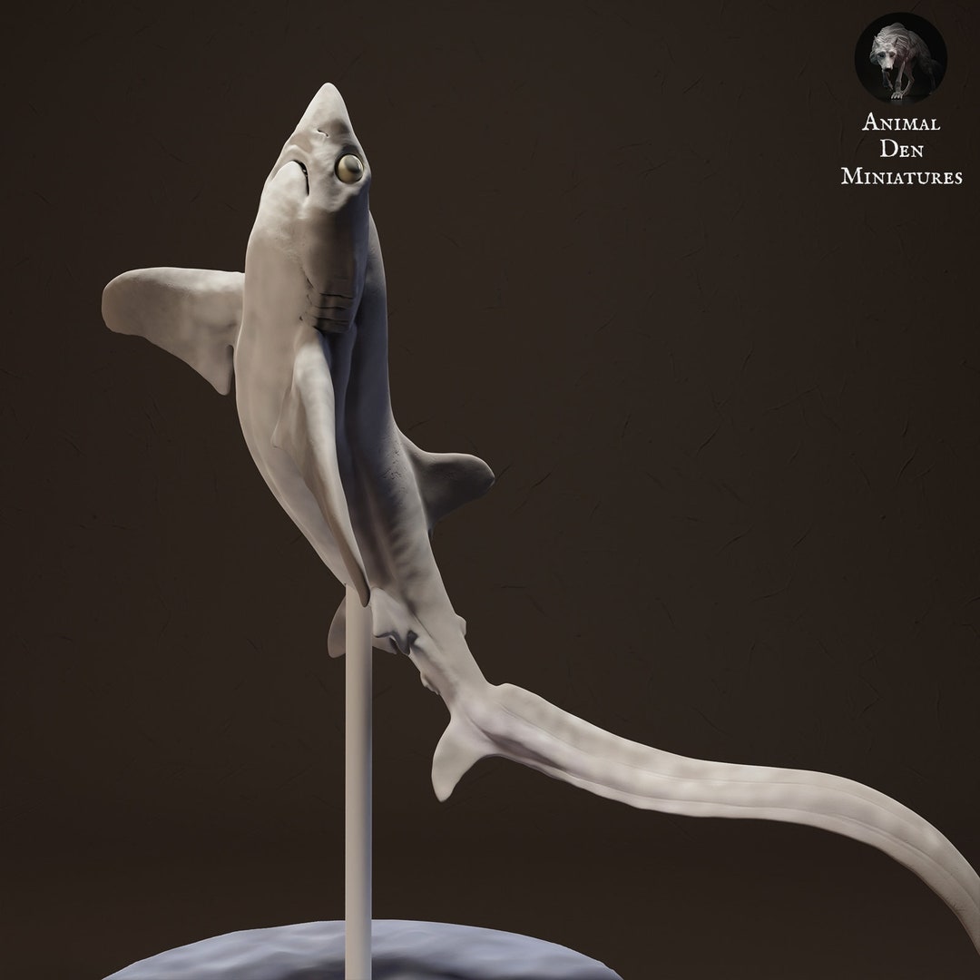 Thresher Shark Different Variants Design by Animal Den - Etsy