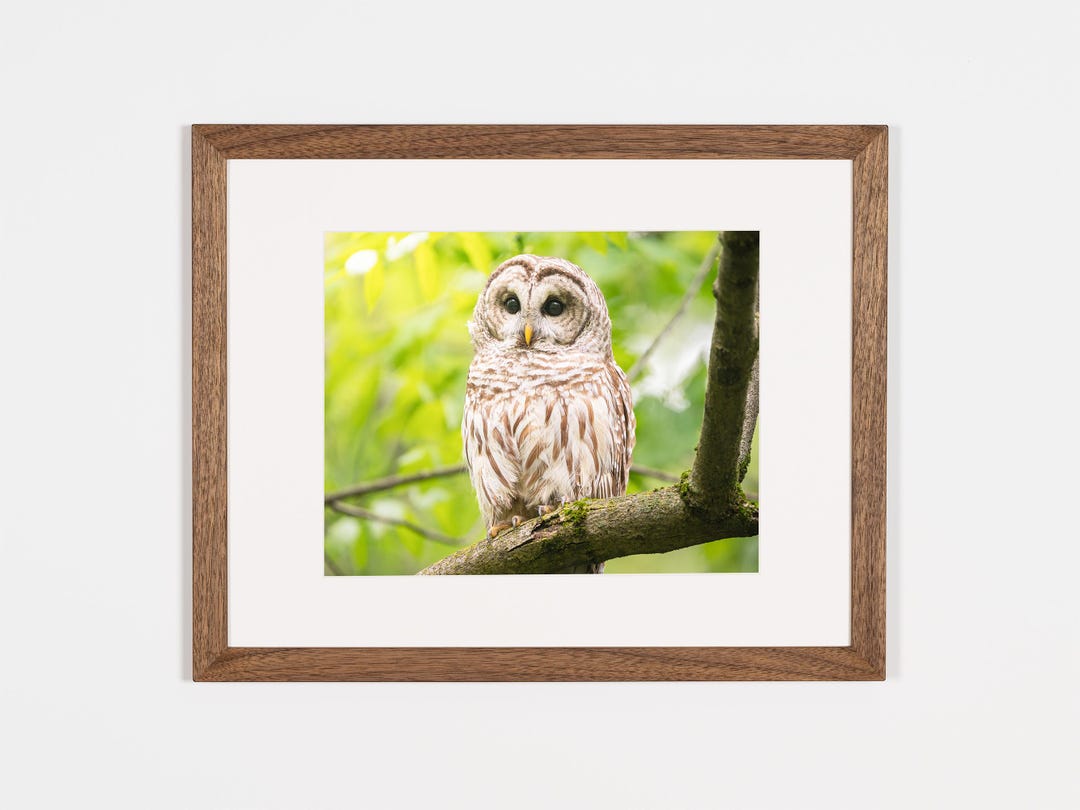 Barred Owl 2 Framed Wall Art Handmade Walnut Frame - Etsy