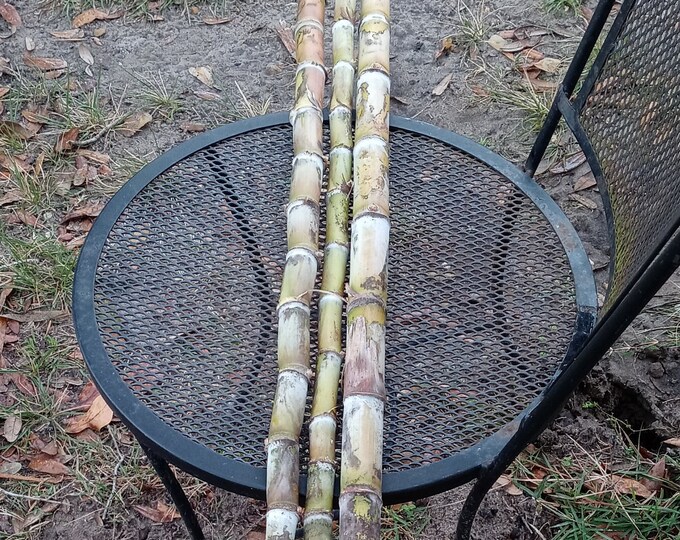 Sugar Cane Node - Etsy