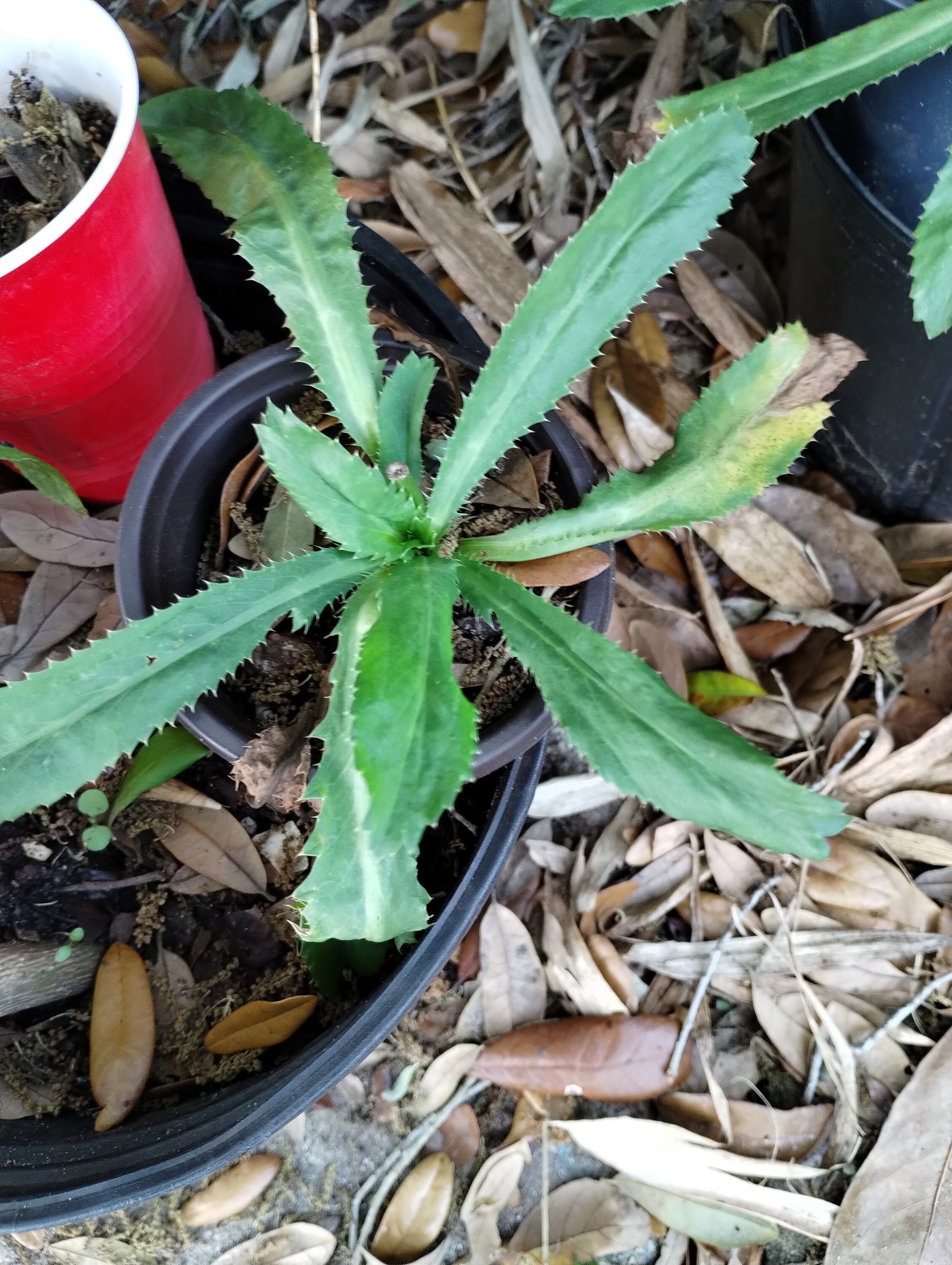 Culantro Seeds/recao - Etsy