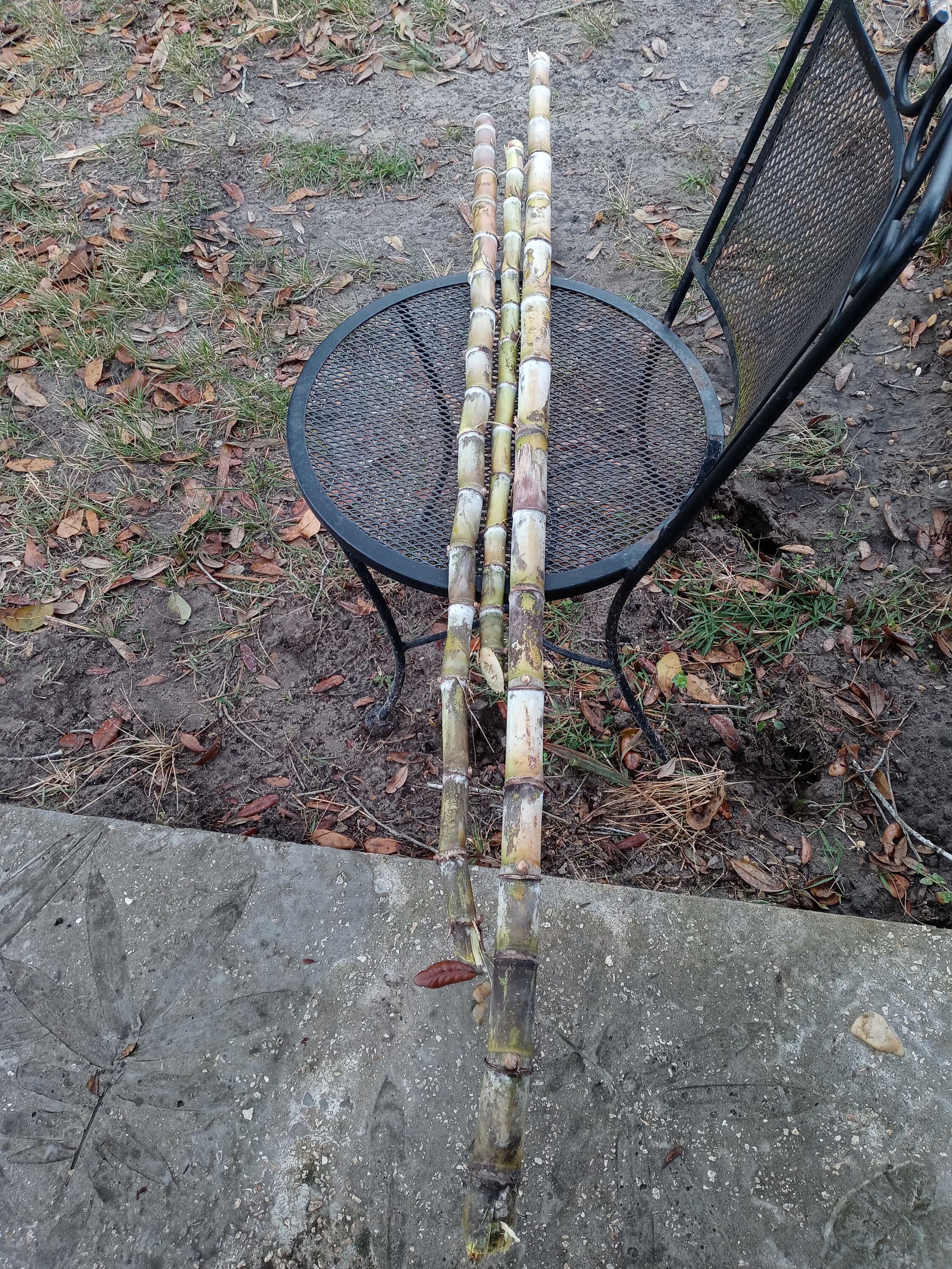 Sugar Cane Node | Etsy