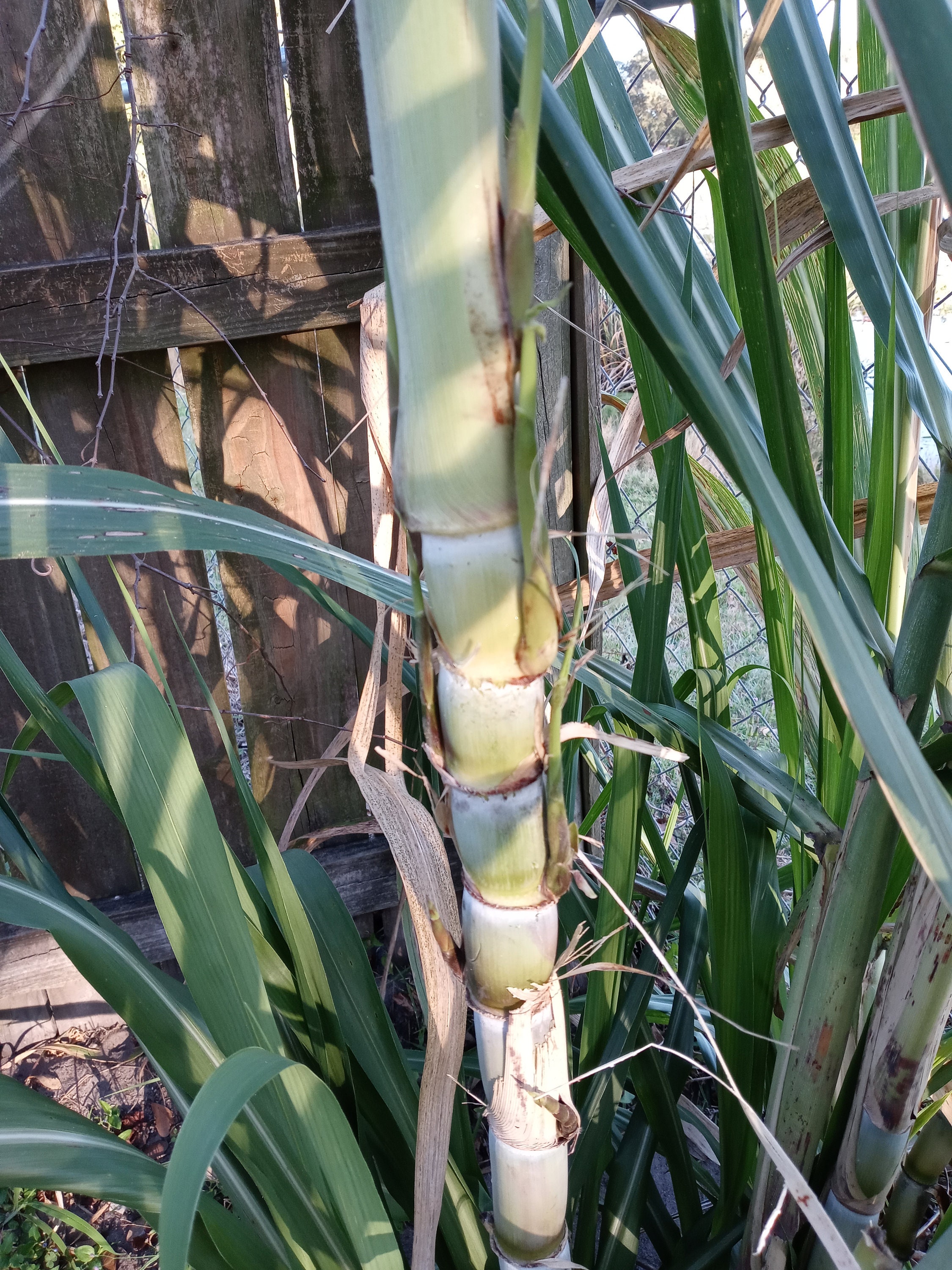 Sugar Cane Node | Etsy