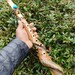 Handmade Wooden Branch Flute: Native American Style, Key of G - Etsy