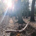 Handmade Wooden Branch Flute: Native American Style, Key of G - Etsy