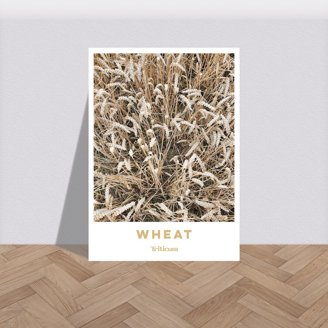 Wheat Triticum Botanical Print - Nature Floral Farm Poster, Plant Lover ...