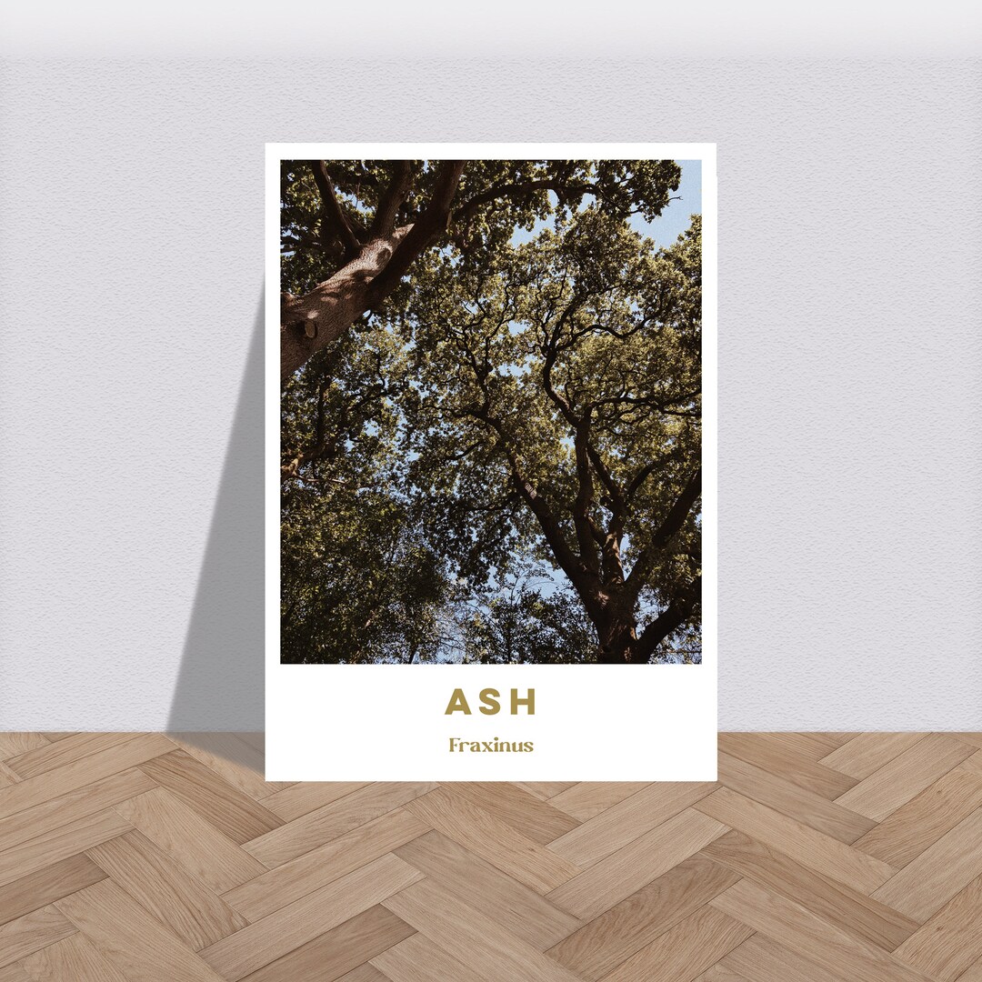 Ash Fraxinus Botanical Print - Nature Floral Tree Canopy Poster, Plant ...