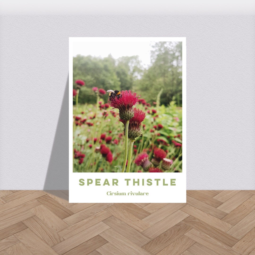 Spear Thistle Botanical Print - Nature Floral Poster, Plant Lover ...