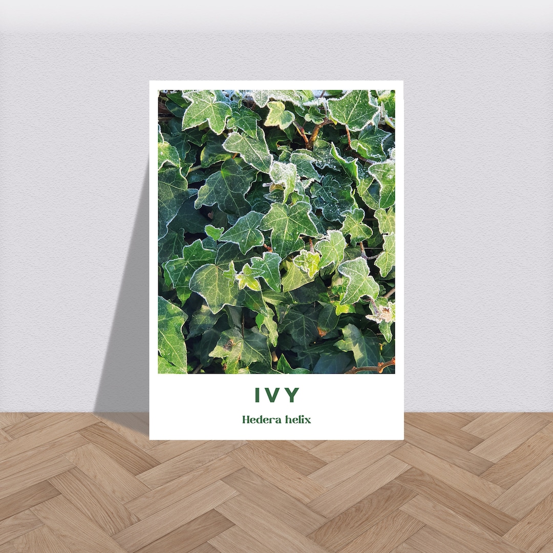 Ivy Hedera Helix Botanical Print - Nature Floral Climber Poster, Plant ...