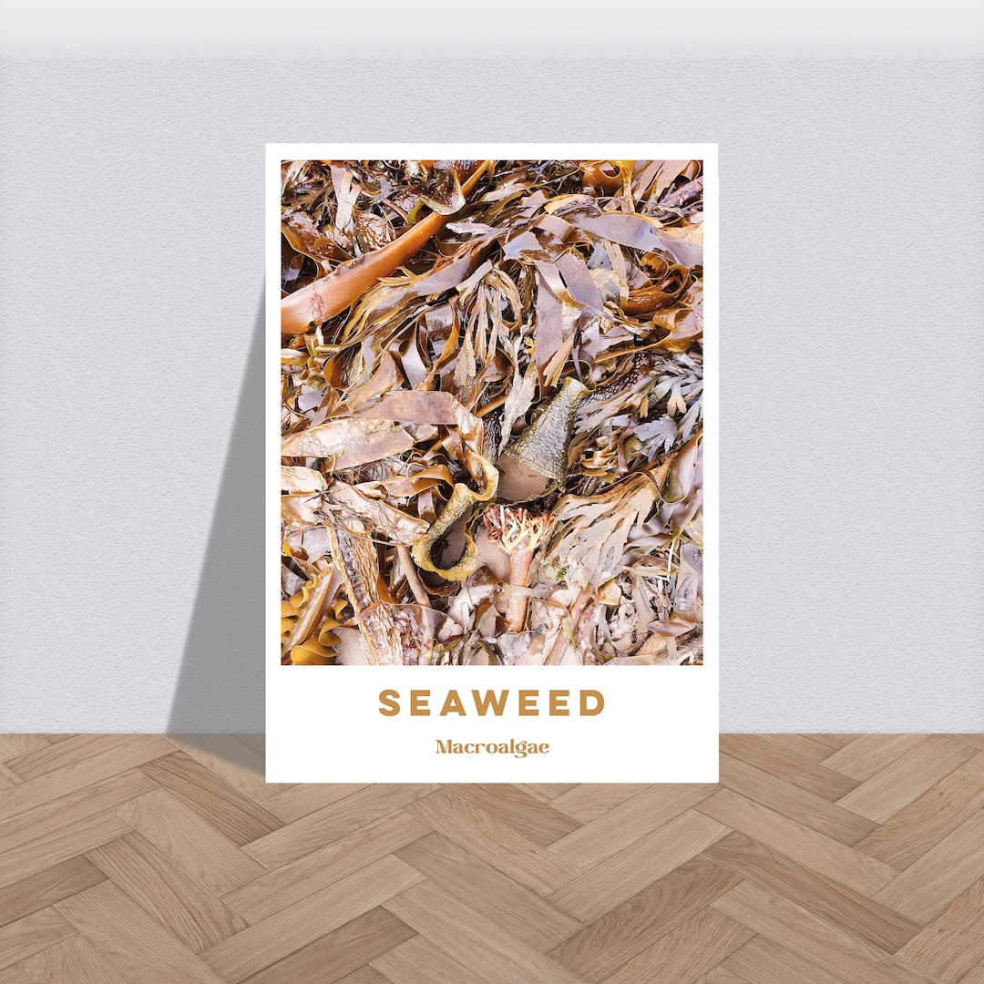 Seaweed Macroalgae Botanical Print - Nature Coastal Poster, Plant Lover ...
