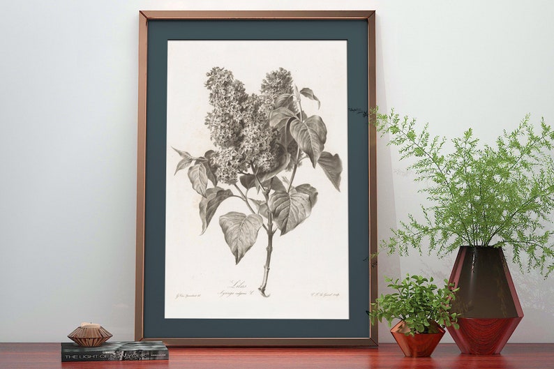 Vintage Botanical Illustration Prints | Victorian Floral Sketches ...