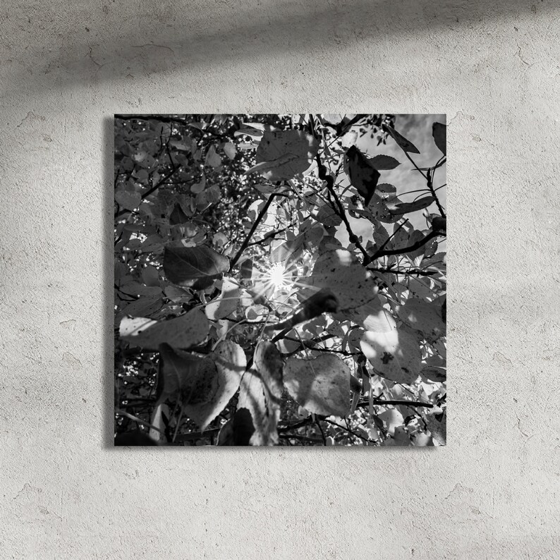 Fall Foliage Starburst Square Black and White Fine Art Photography ...