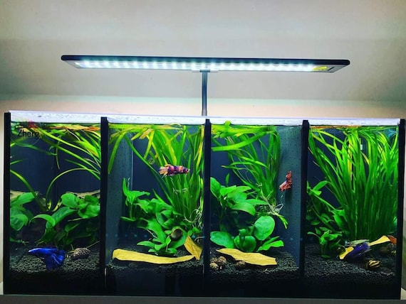 Betta Tank Bettiera Glass Tank Betta Fish Etsy