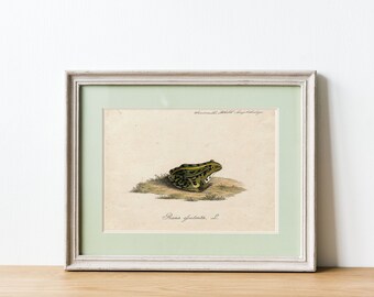 Vintage Frogs Poster - Etsy