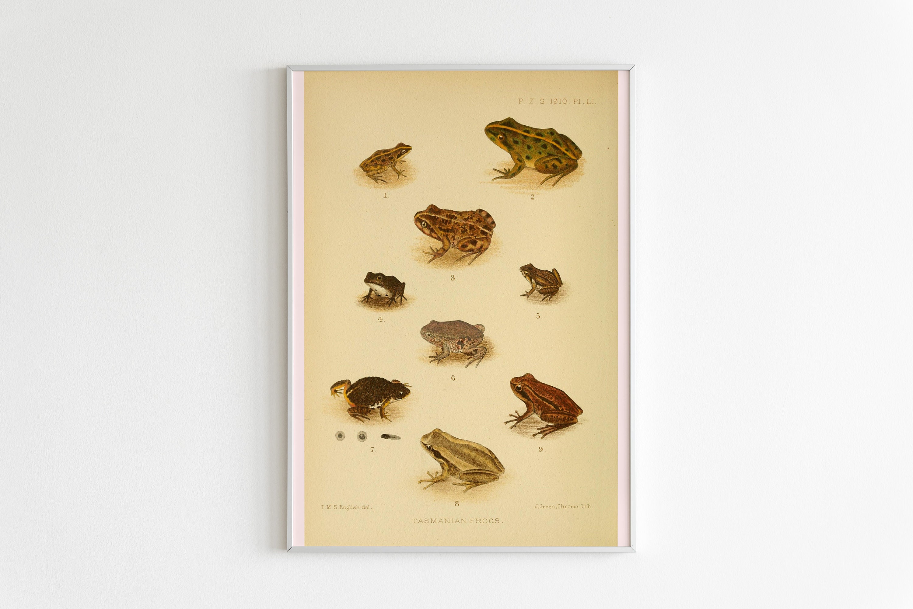 Pictures Of Amphibians To Print