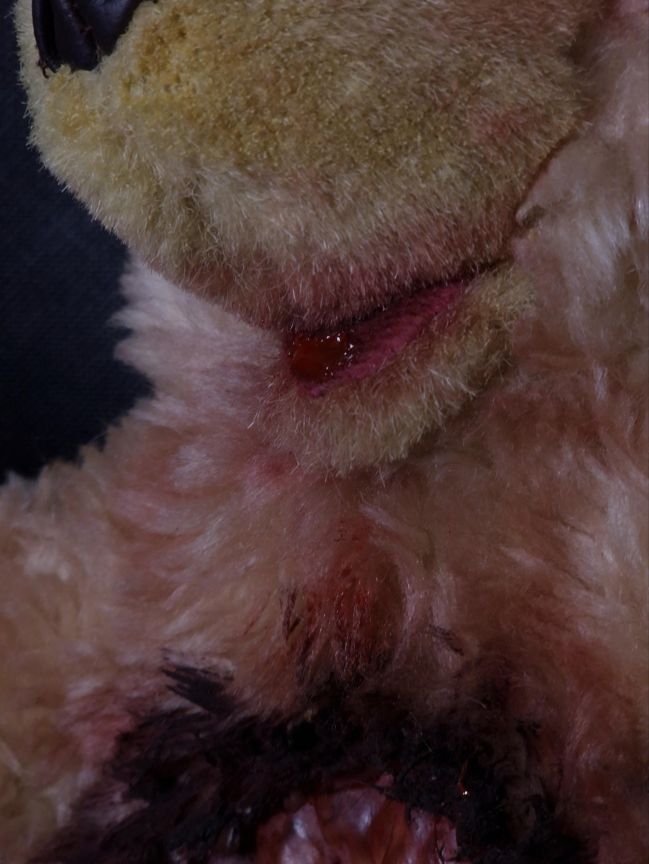 Creepy Horror Scary Teddy Bear Disturbing Spooky Haunted Stuffed Animal ...