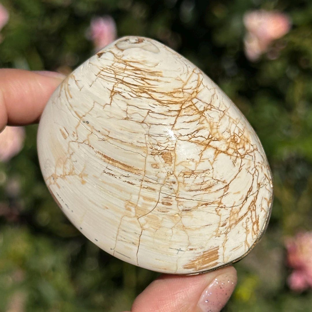 Fossilized Bivalve Clam Shell | Natural Marine Fossil Specimen Jurassic ...