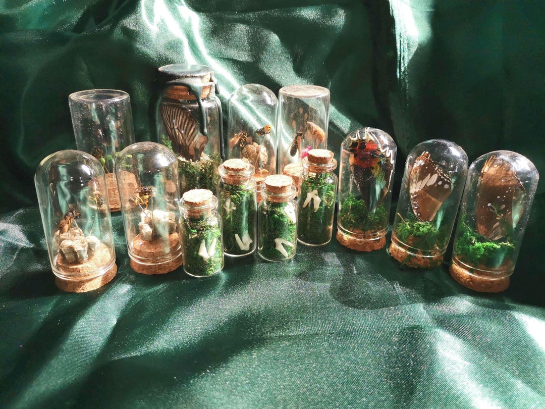Handmade Bone Jar: Ethically Sourced Oddity Curiosity - Etsy