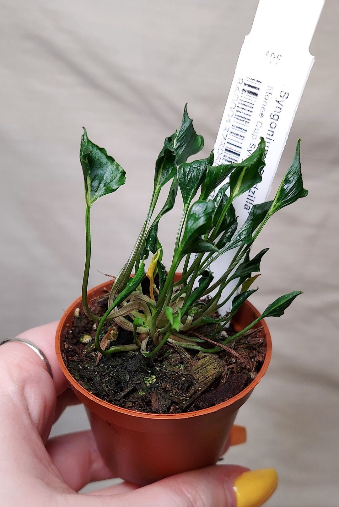 Syngonium godzilla, Live House Plants, Indoor Plants - Etsy