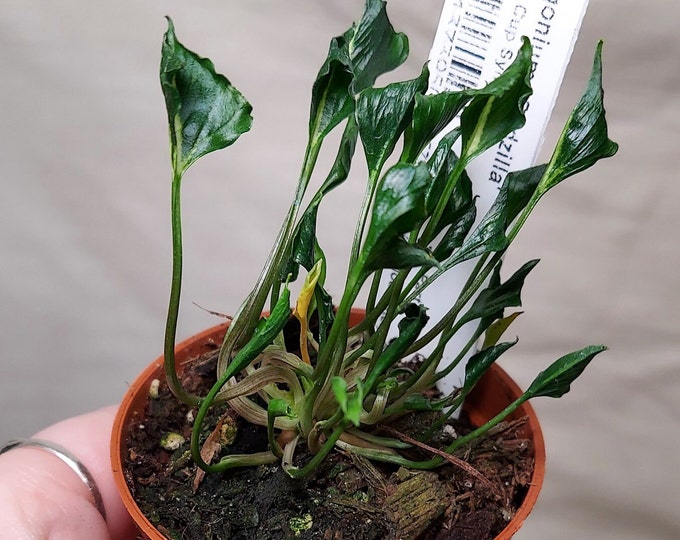 Syngonium godzilla, Live House Plants, Indoor Plants - Etsy