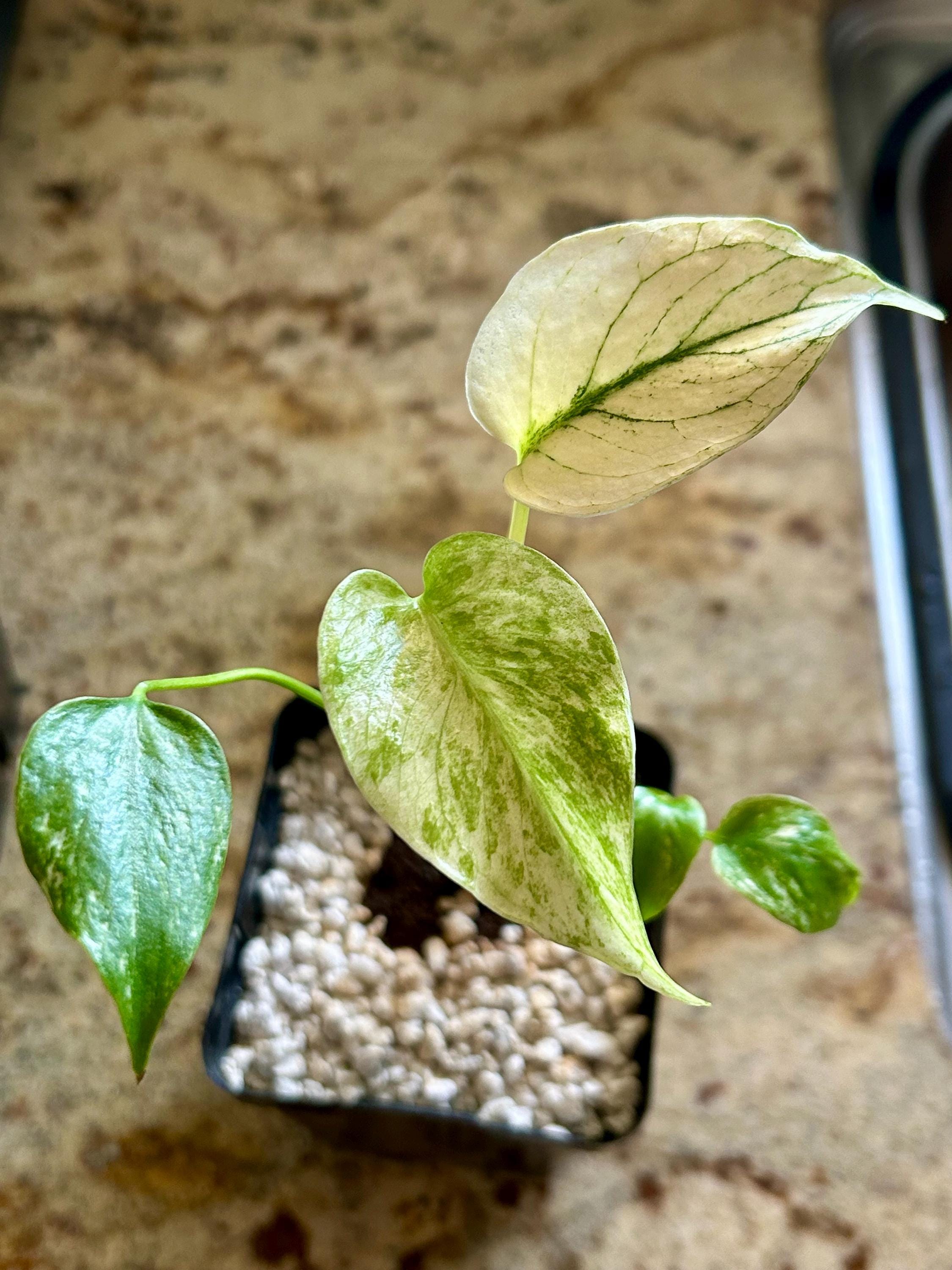 WHITE MONSTER MONSTERA Rooted 4” Pot *local Pickup Only* - Etsy