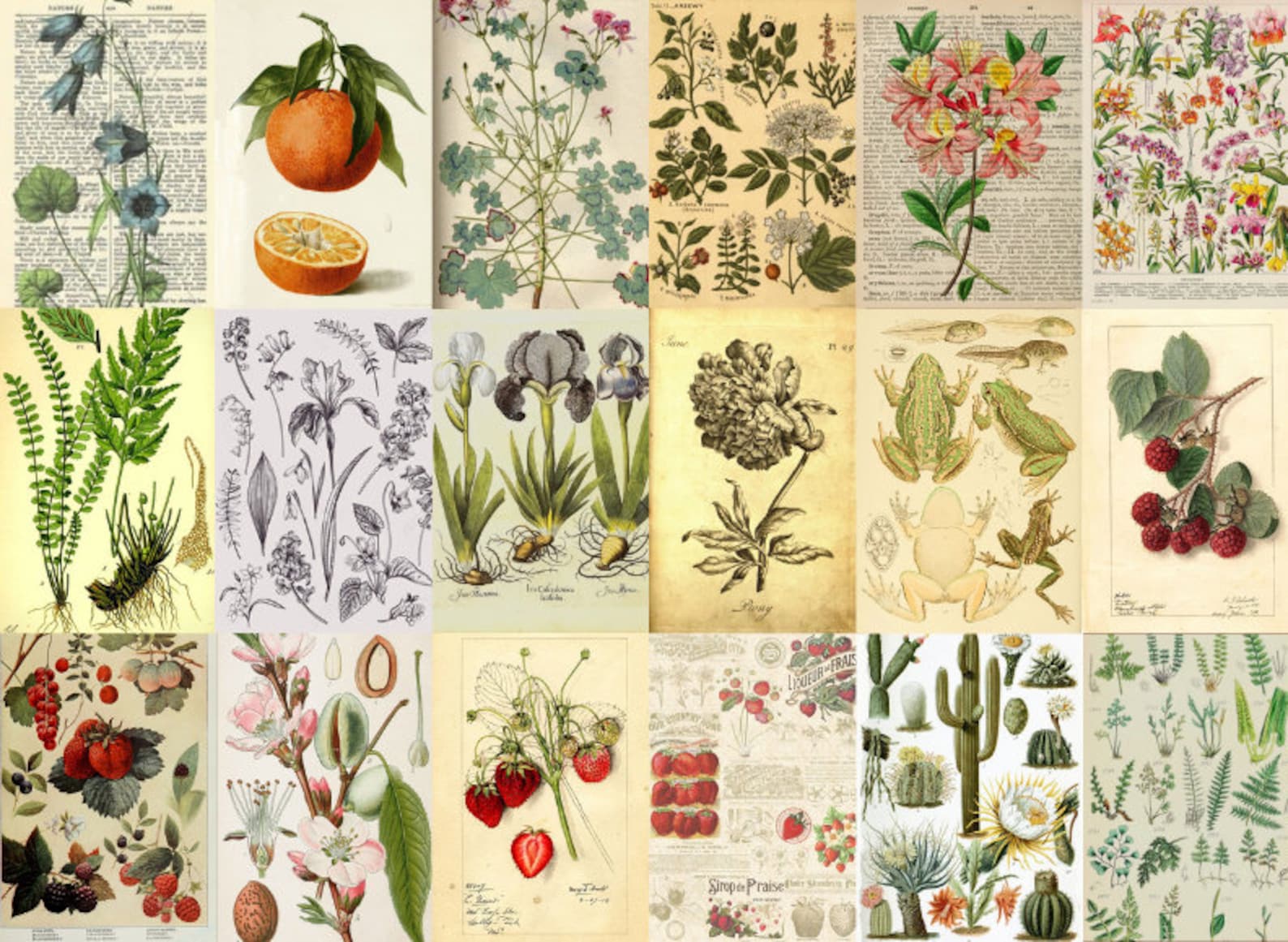 260 PCS Vintage Posters Botanical Prints Wall Collage Kit Cottagecore ...