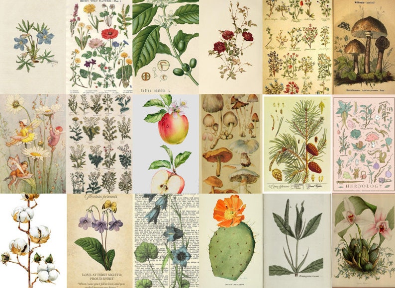 260 PCS Vintage Posters Botanical Prints Wall Collage - Etsy
